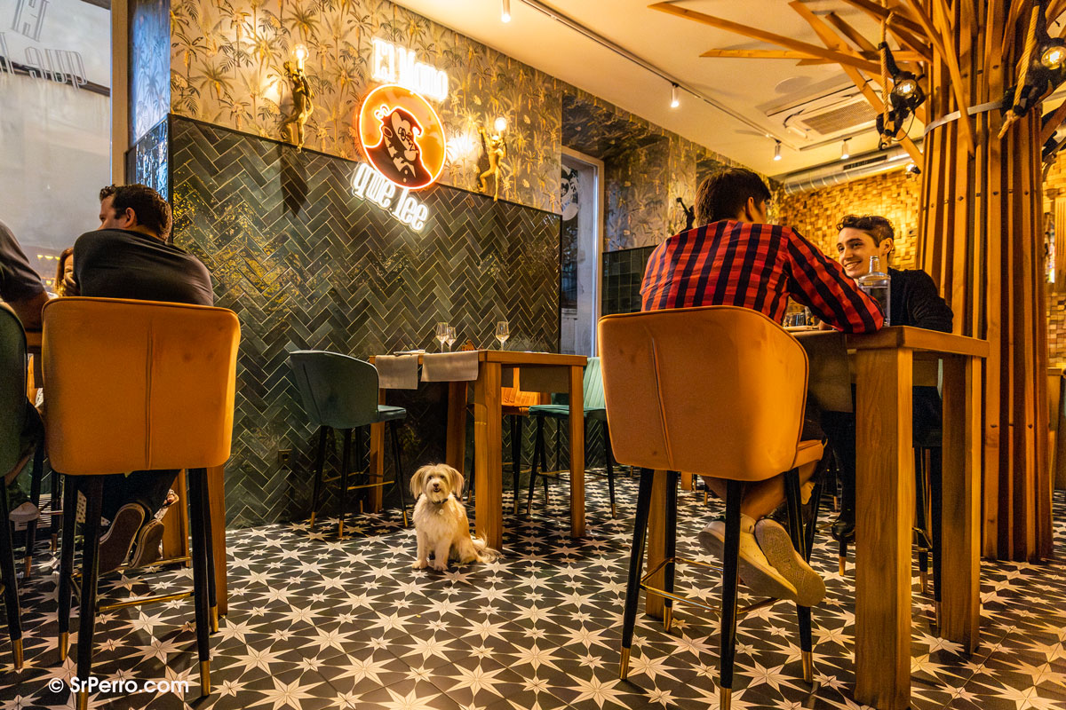 SrPerro: Encuentra los espacios más recomendables para ir con tu perro