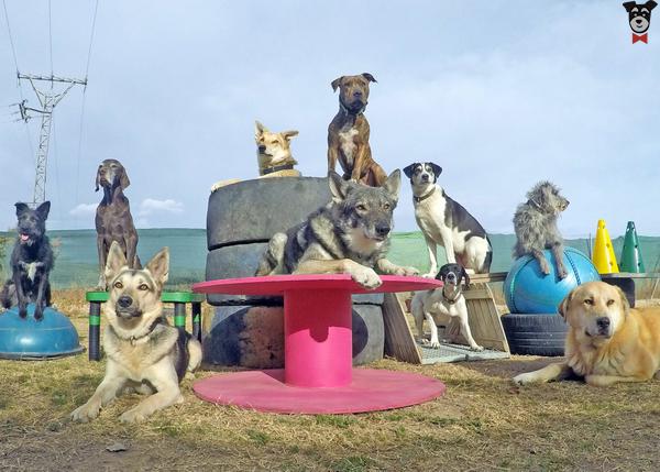 RUDOG Adiestramiento