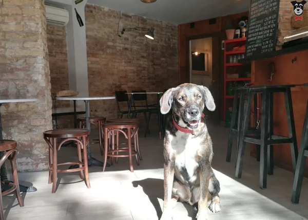 Bar OLAF