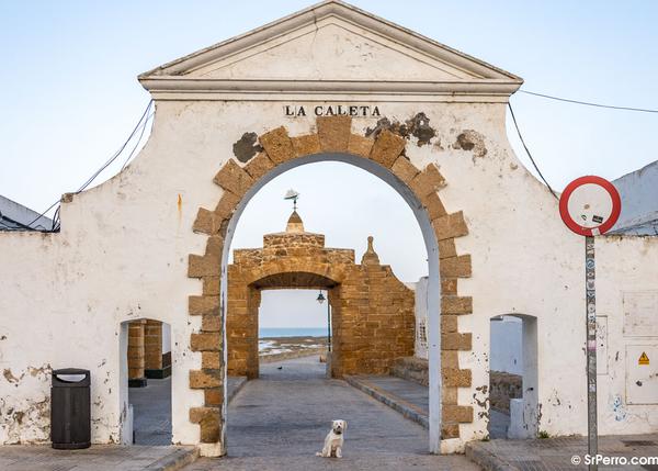 Por primera vez, oficialmente perros bienvenidos en las playas de la ...