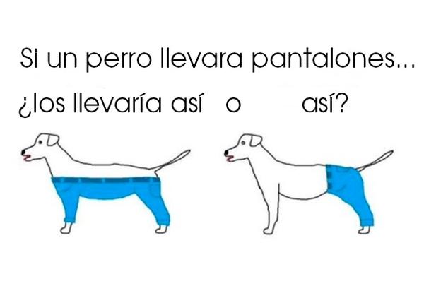 El último dilema friki y viral de internet: ¿cómo llevaría un perro los ...