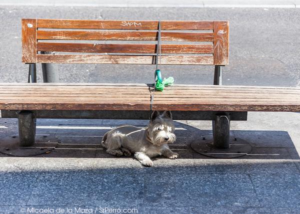 Ansiedad por separación en perros: cómo identificar y tratar este trastorno