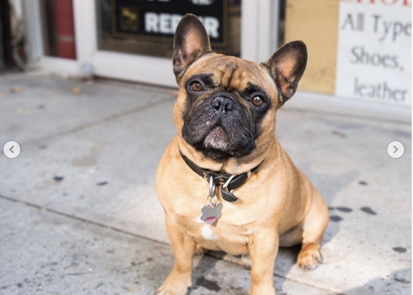 Un "dognapping" con final feliz: un perro robado es devuelto a su ...