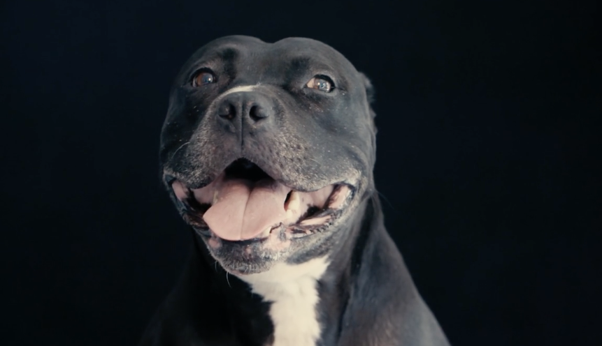 Reivindicando la belleza de los perros negros para fomentar su adopción ...