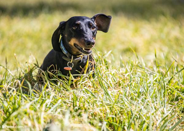 La importancia del tono al hablar con los perros: aprenden mejor cuando ...