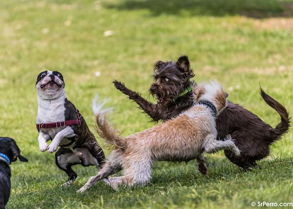 ¿Qué razas de perro son más y menos sociables, activas o agresivas ...