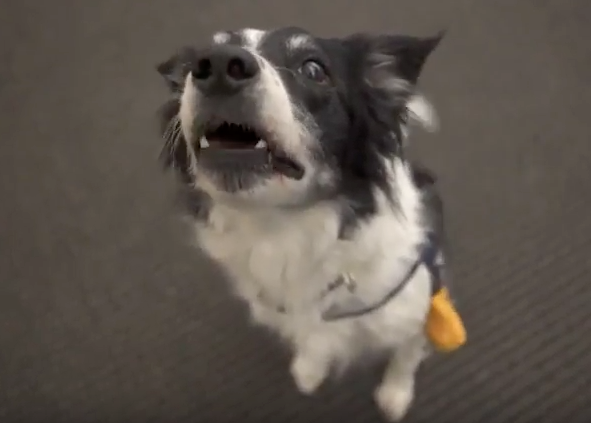 Perros que saben hablar: el impresionante Proyecto FIDO en acción