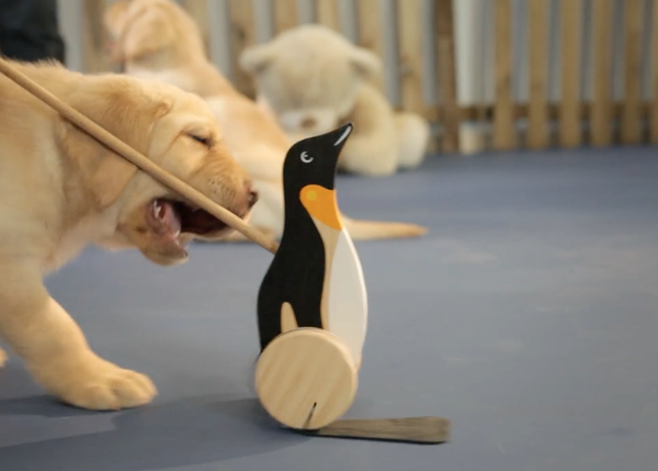 ¿Cómo llega un can a ser perro guía de la ONCE?