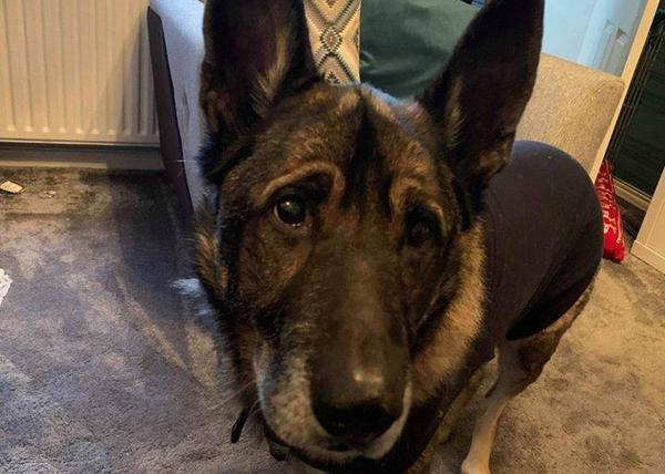 Un perro, operado de urgencia tras descubrirse que se había comido una ...