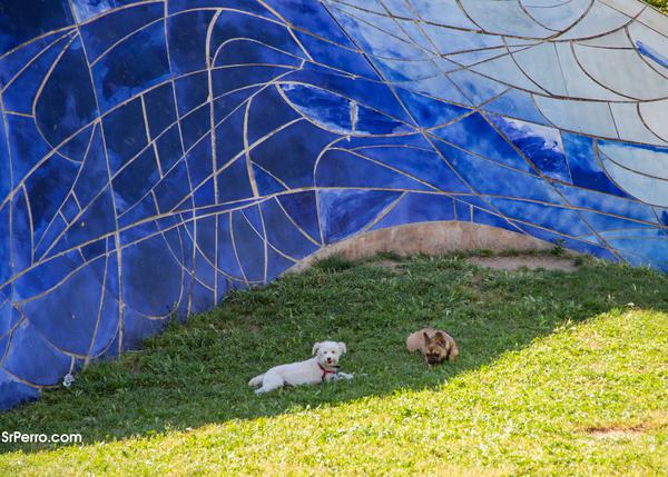 Decepción generalizada entre las personas con perro en Barcelona por la ...