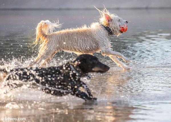 Kit veraniego para perros: artilugios y productos útiles contra olas de ...