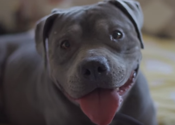 El cariño natural de una Pit Bull transforma la vida de un chaval con ...