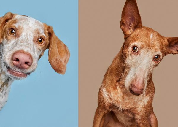 Cómo un perro malagueño llamado Conejo inspiró a una fotógrafa a ...