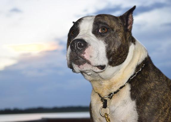 Los Perros Potencialmente Peligrosos, los PPP, tras la aprobación de la ...