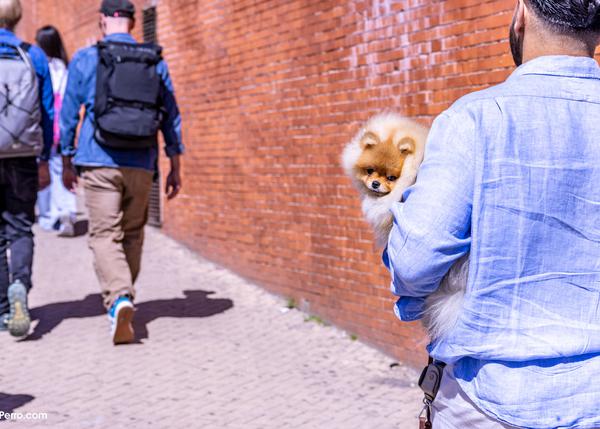 En España, los perros son parte de la familia para el 42% y como hijos ...