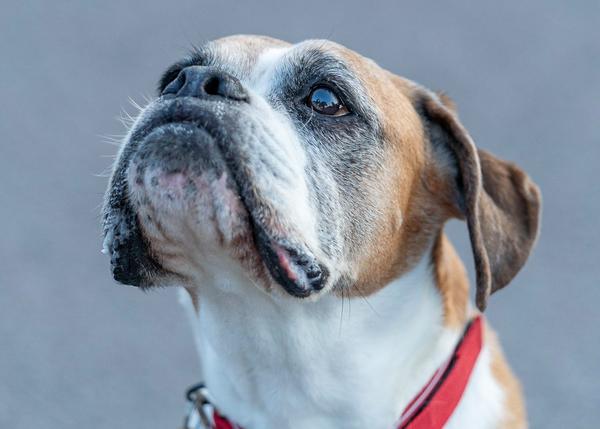 Buster, el Bóxer que protagonizó el famoso anuncio de Navidad, ha ...