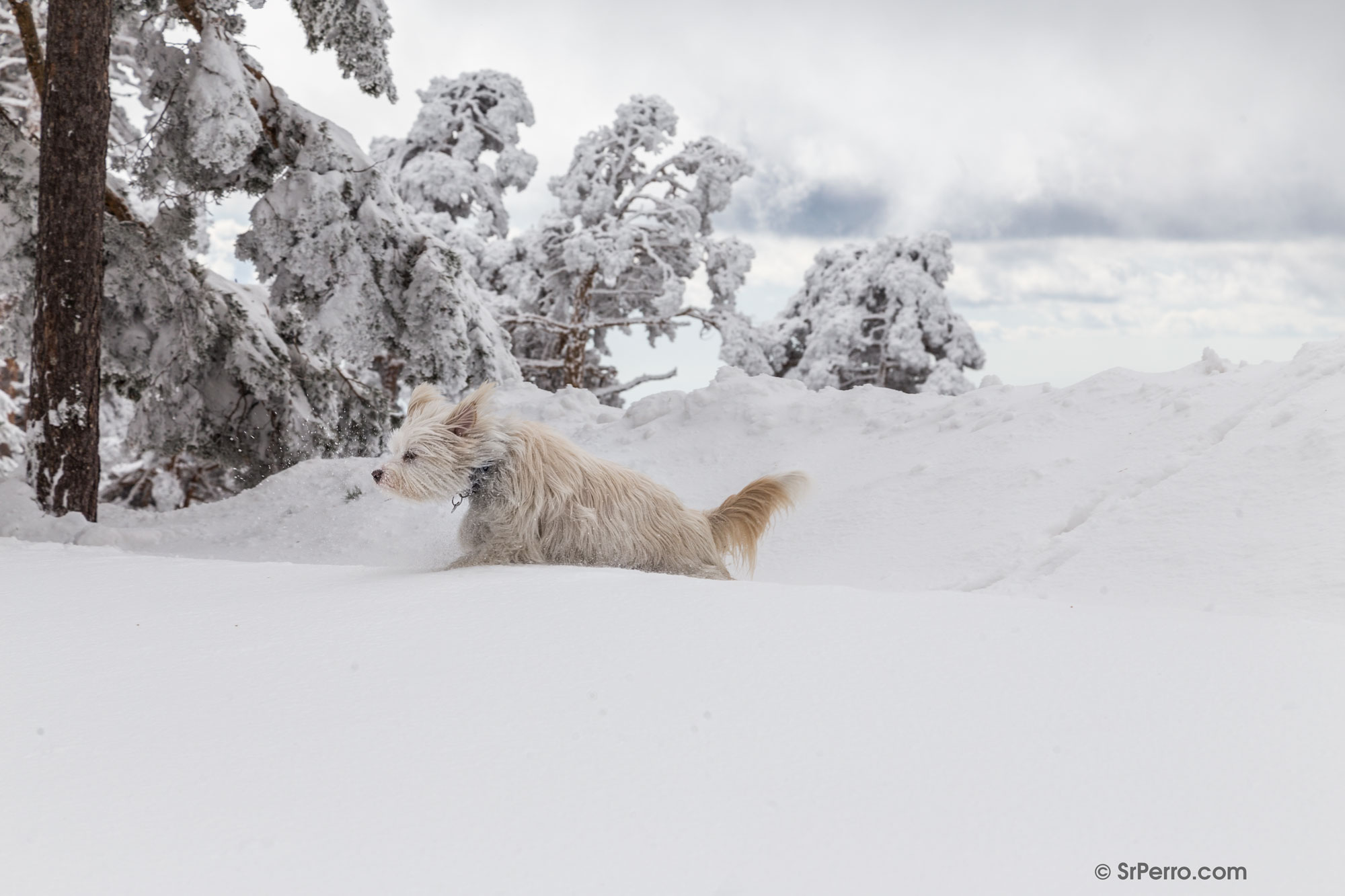 Qué Necesitan Los Perros Para La Nieve
