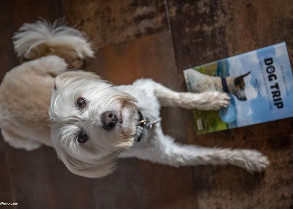 "DOG TRIP, pateando el norte de España con tu perro": libro ...