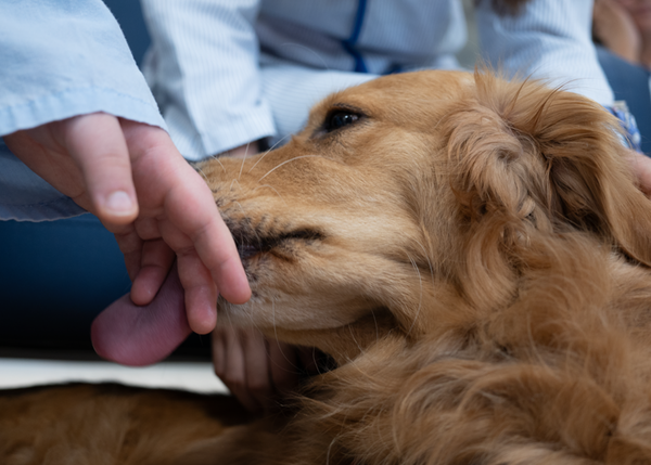 La terapia con perros ayuda a los adolescentes en la unidad de ...