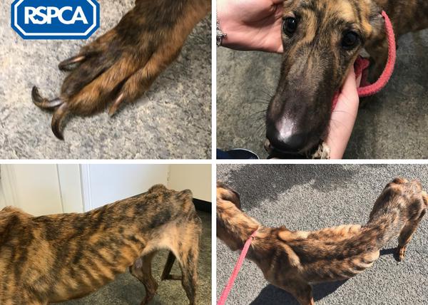 La RSPCA alerta de una crisis de maltrato animal en el Reino Unido, el ...