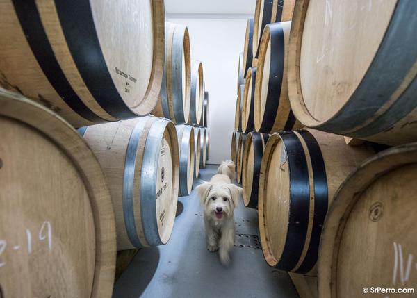 ¿Enoturismo con perro? Yes we CAN: descubre bodegas y bares de vinos ...