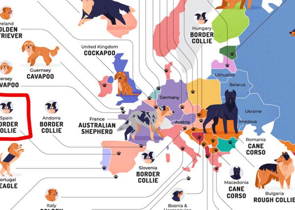 Las razas de perro más populares a partir de las búsquedas en Google y ...