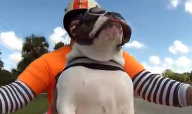 La Bulldog Inglés más cool: una motera de pro