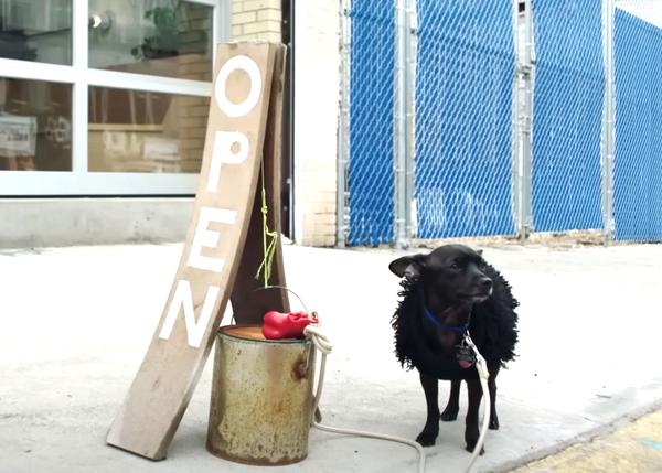 "El Ladrón de Perros", un peculiar corto cómico sobre un tema nada gracioso