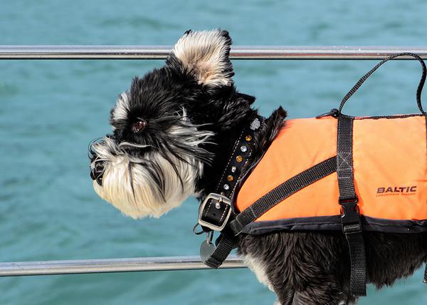 Los perros marineros expertos en localizar delfines (y en recibir mimos ...
