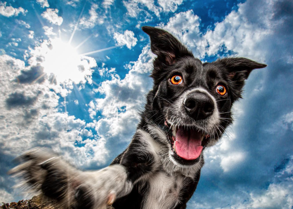 La fotógrafa de los ojazos perrunos (y cómo emular su genial trabajo)